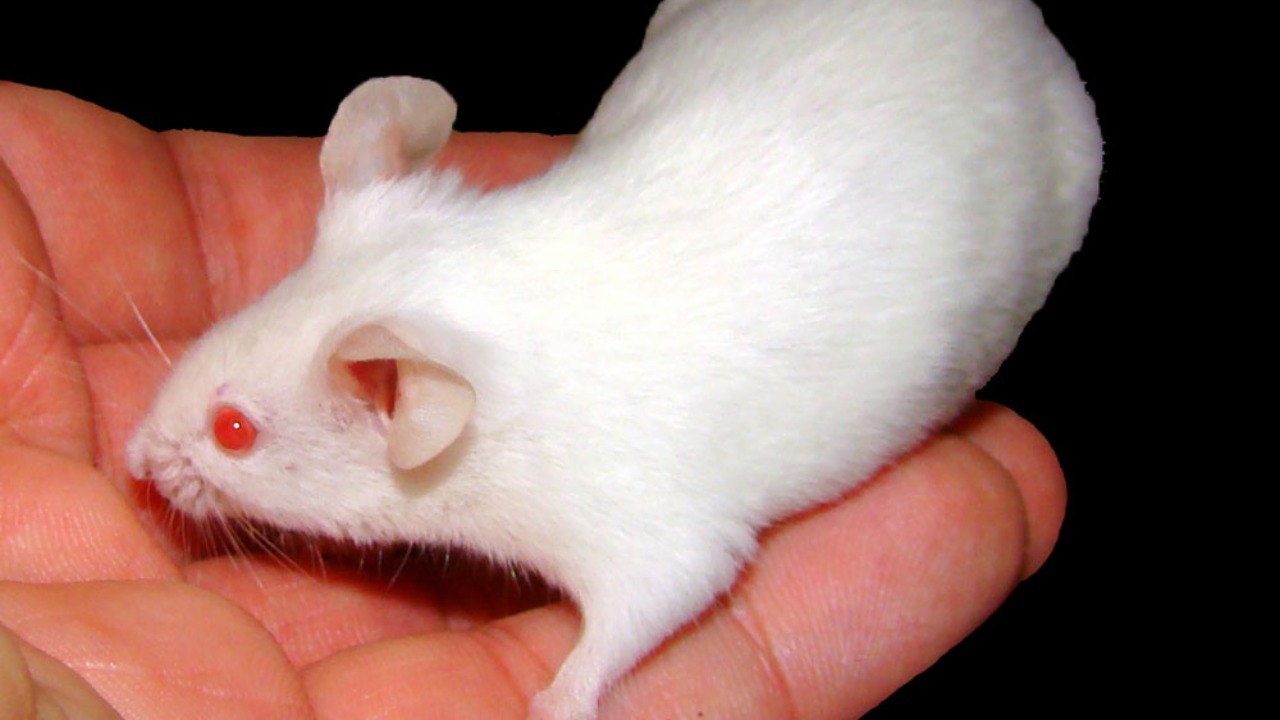 Lab-grown insulin cells just reversed type 1 diabetes in mice — the ...