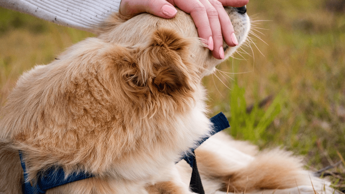 10 comforting beliefs about what happens to dogs after death