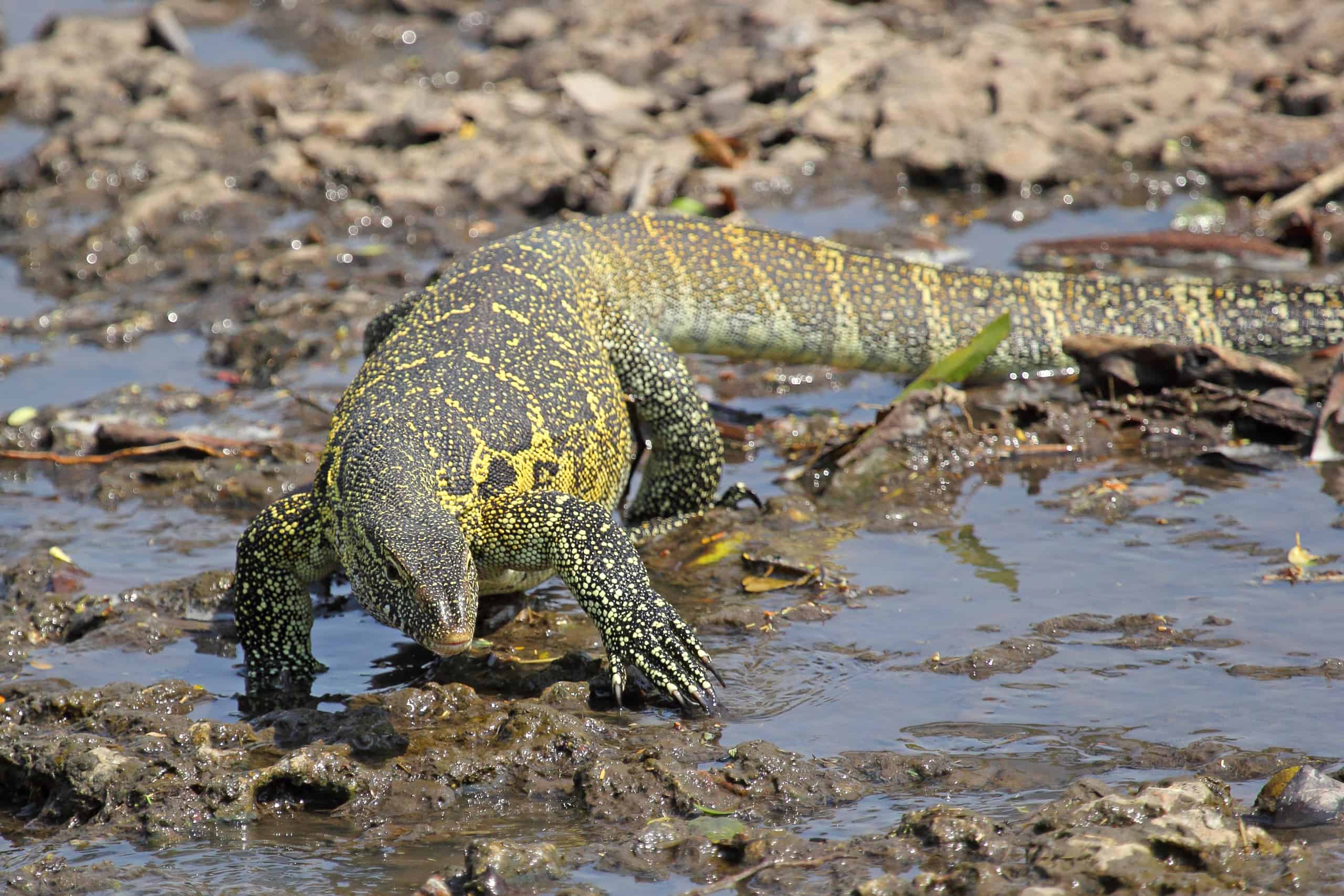 Why the Komodo dragon is nature’s ultimate lizard