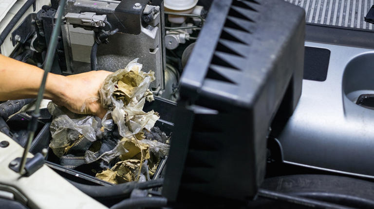 There can be some terrifying stuff in your car's air filters