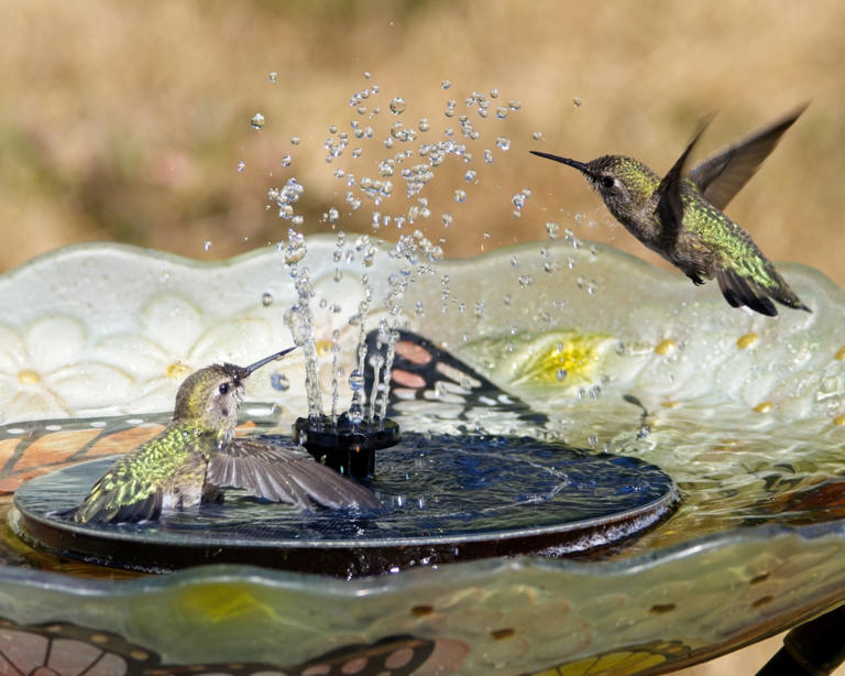 Stop mosquitoes breeding in your bird bath with this 1 simple addition ...
