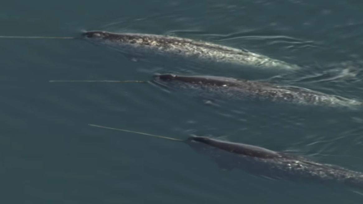 This whale has a 10-foot spear growing from its head – and it can stab ...