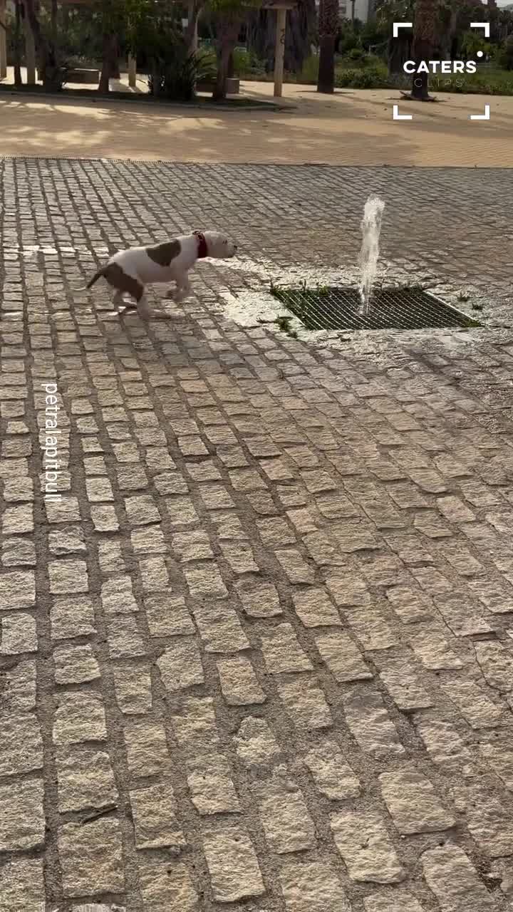 Playful pitbull jumps through every fountain in adorable funny moment