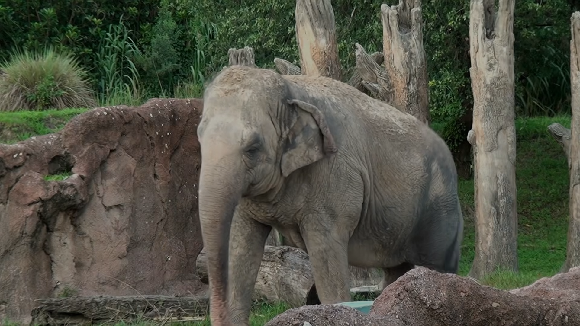 Watch what happens when animals predict disasters before humans even notice