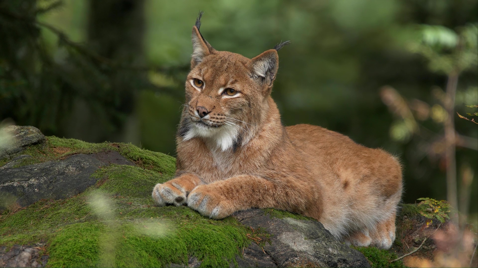 Lince salvaje descansando mientras vigila silenciosamente el bosque