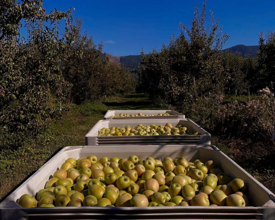 Kiyokawa Family Orchards celebrating more than a century of local AAPI ...