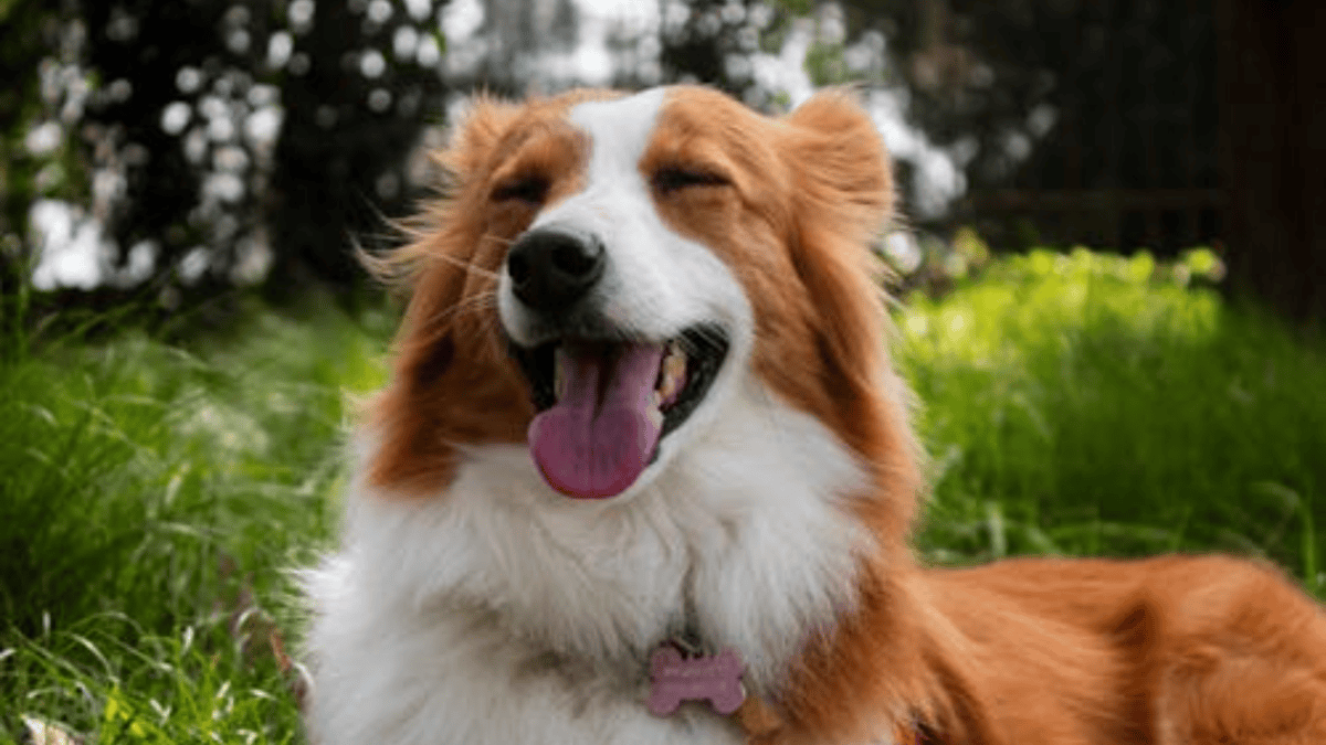 7 things only dogs who truly love their humans do