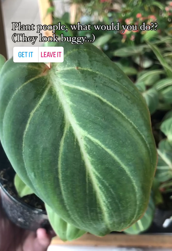Another plant dilemma: Choosing the right aroid for a growing indoor ...