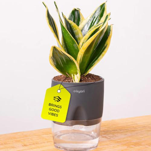 7 statement indoor plants to instantly elevate your living room