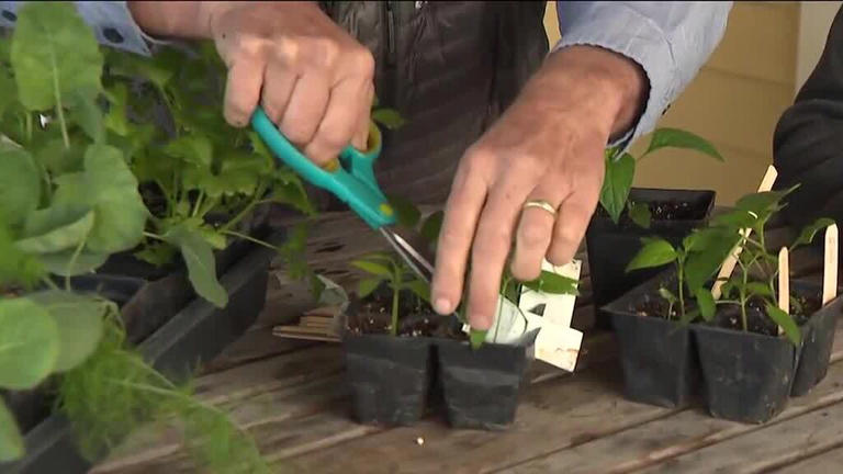 In the garden: Transplanting seedlings
