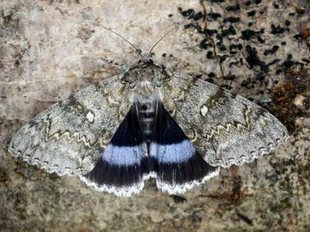 Experten fordern höheren Wasserstand für bedrohte Schmetterlinge