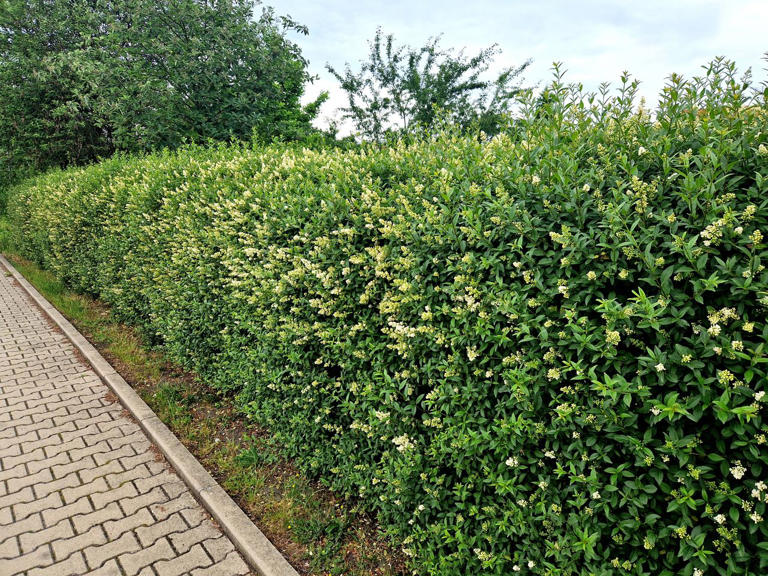 Is it OK to plant some types of privet, or are they all invasive ...