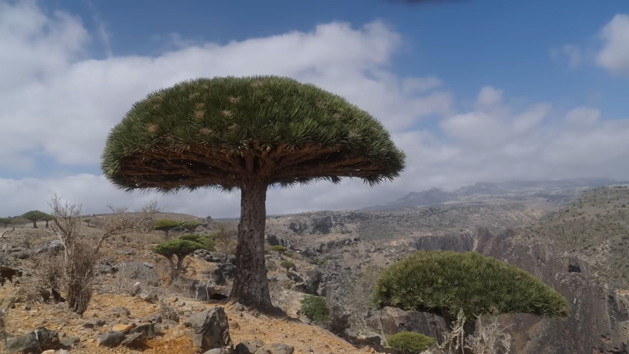 200-year-old alien trees grow on this island - but it’s trapped inside ...