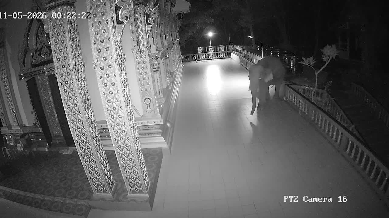 Wild elephant caught on camera ambling through Buddhist temple