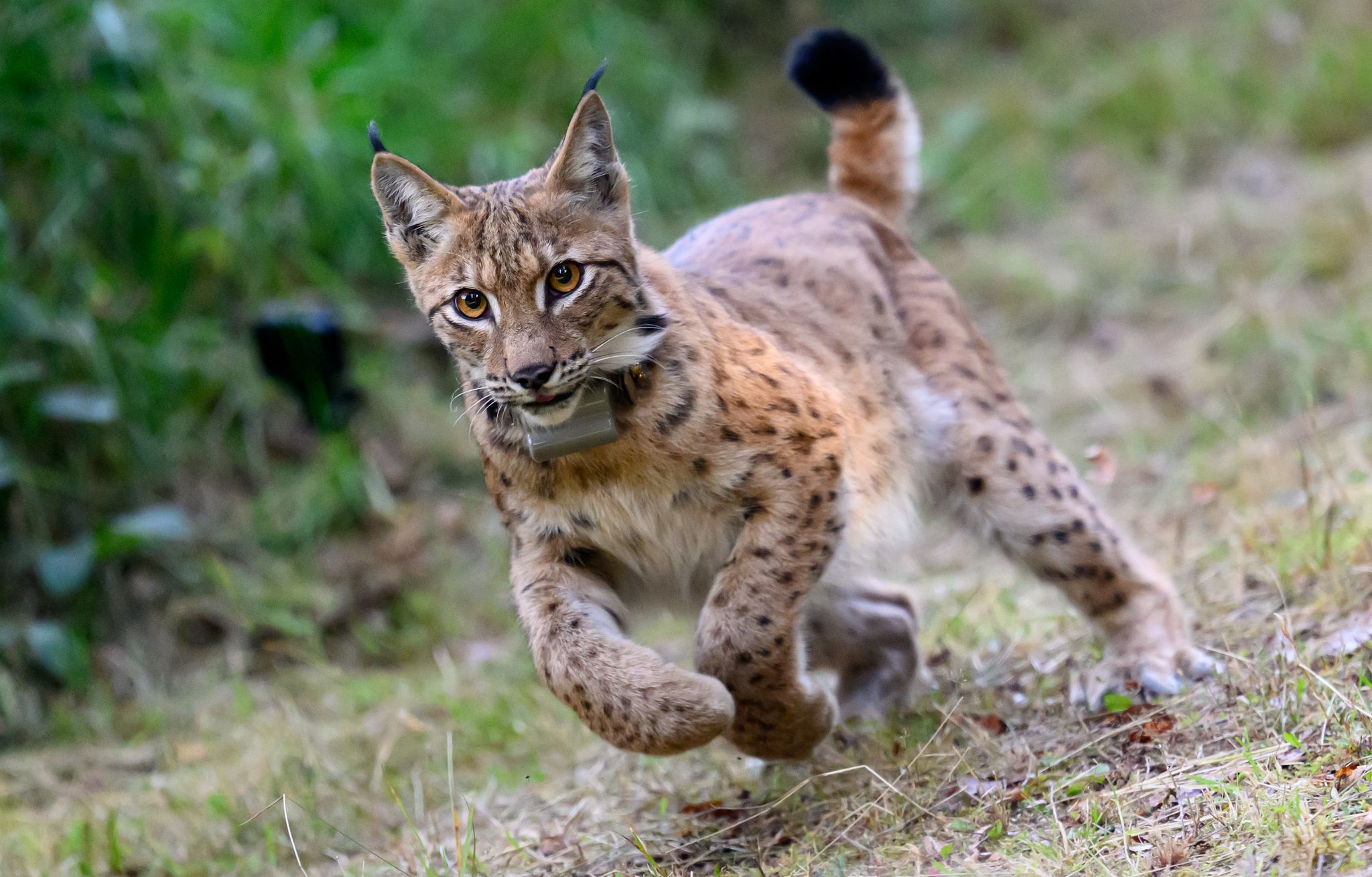 Luchs wandert aus dem Böhmerwald nach Sachsen ein