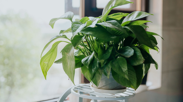 16 low-maintenance indoor plants you don't need a green thumb to grow