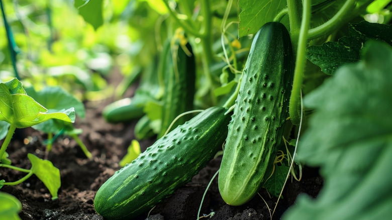 Grow these 11 companion plants with corn for a more abundant harvest