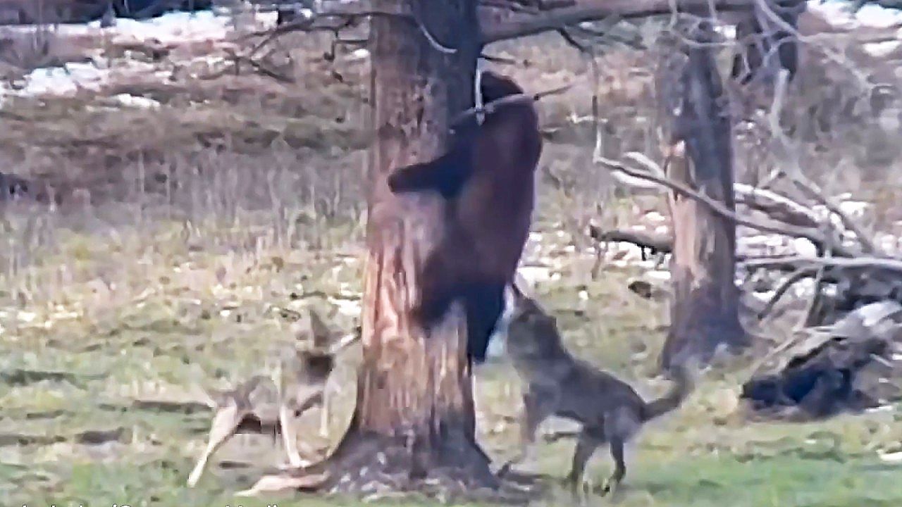 Bear escapes wolves at the last second by climbing a tree in Yellowstone
