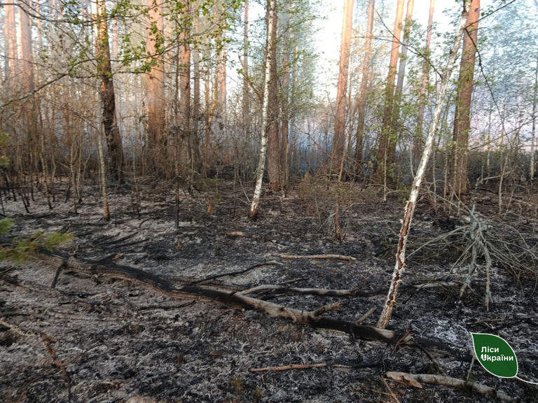 Forest fire in Chernihiv Oblast caused by Russian strikes has spread to ...