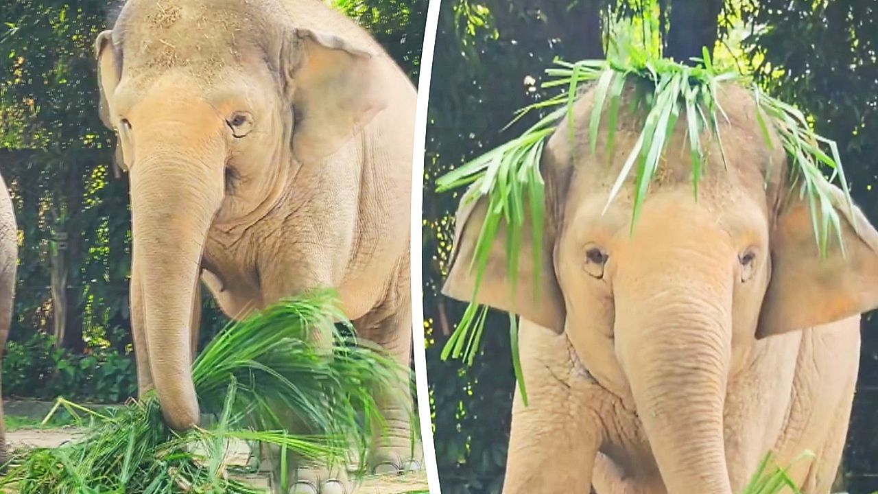 Elephant makes herself a 'grass hat' in China
