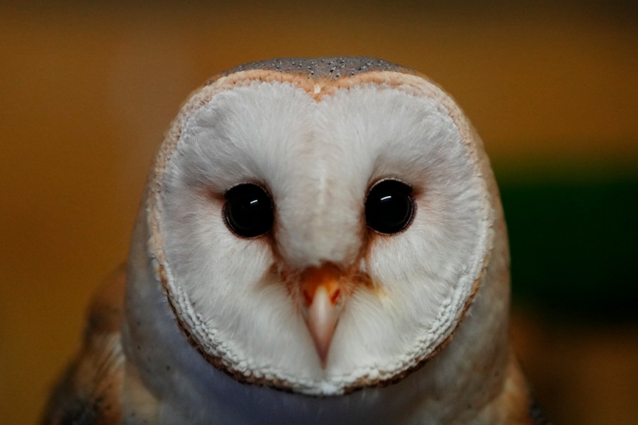 Endangered owl eggs found at Goose Pond Fish and Wildlife Area