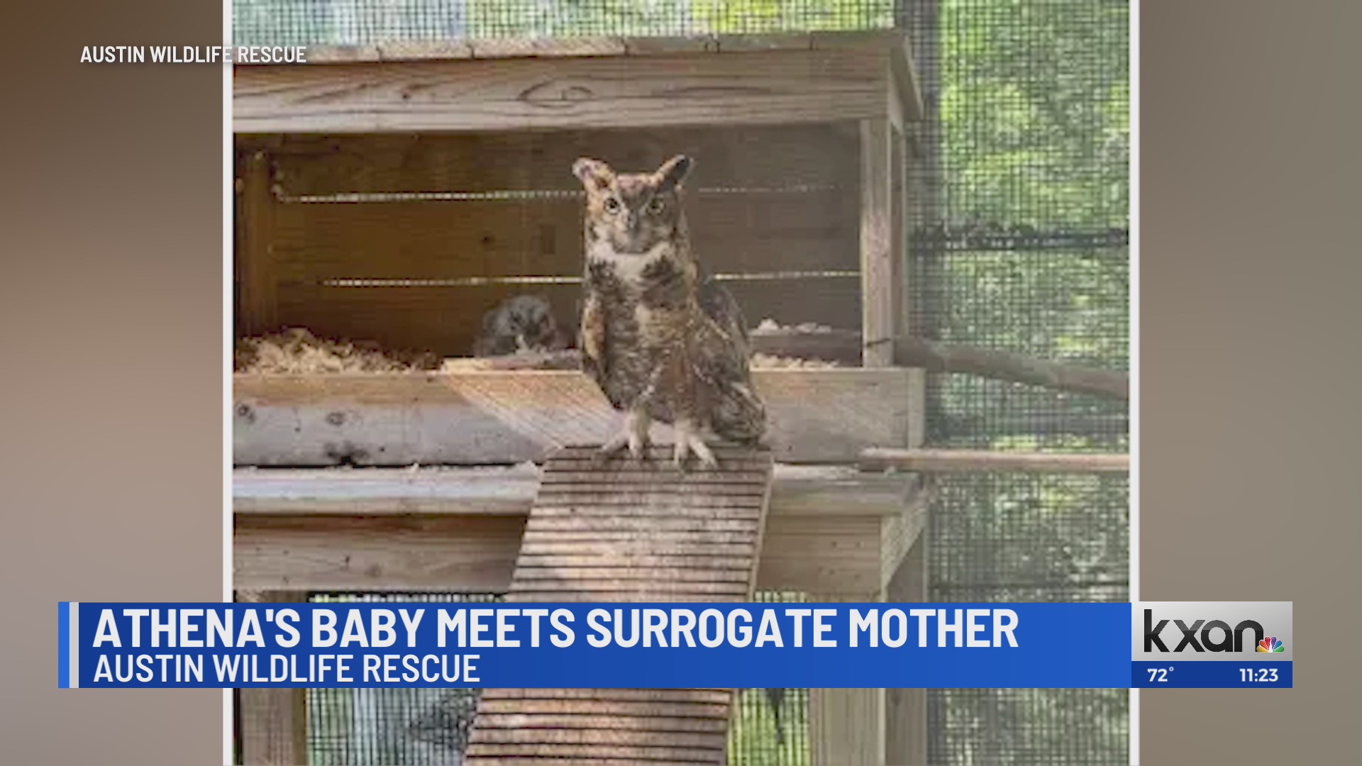 Athena's baby placed under protection of surrogate mother at Austin ...