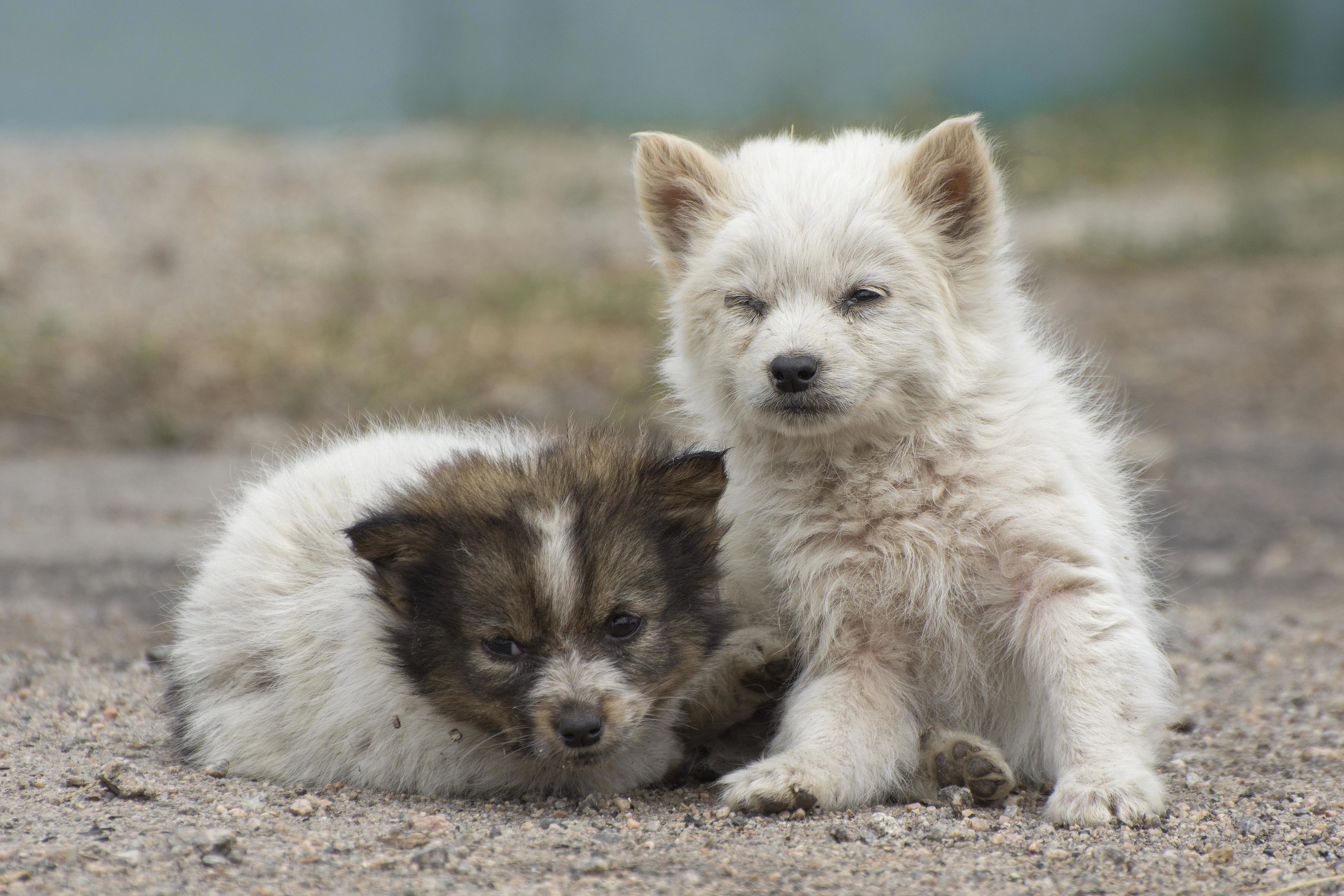 Widespread animal abuse alleged in LA.'s Skid Row