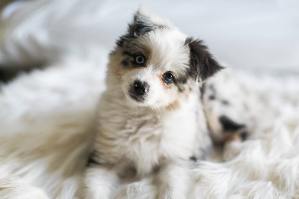 Mini Australian shepherd picks his favorite parent in a hilarious game