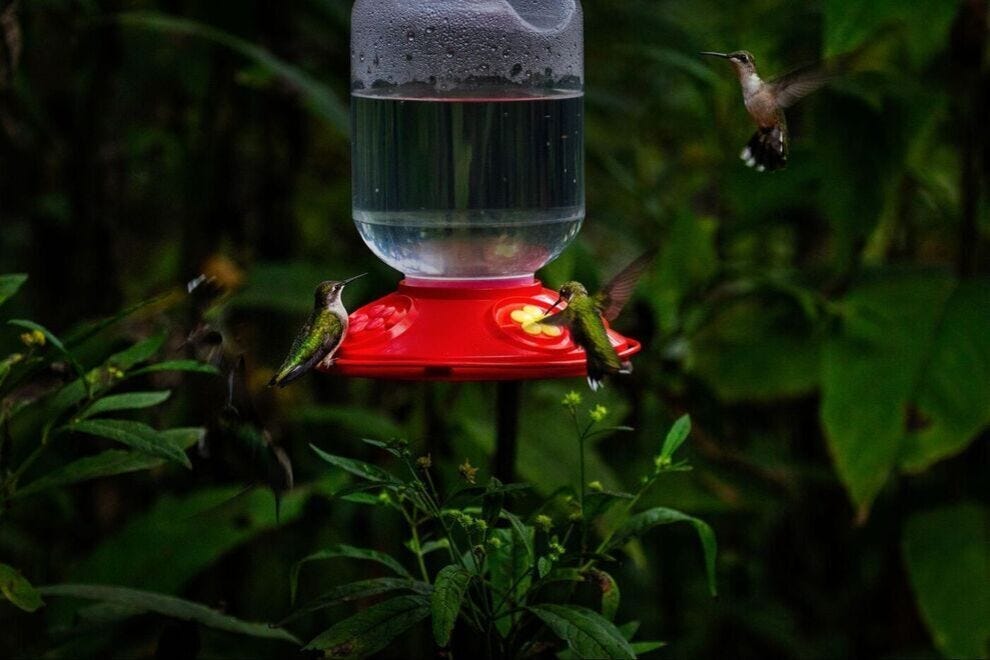 Want hummingbirds in your yard? Experts say start with these 5 things
