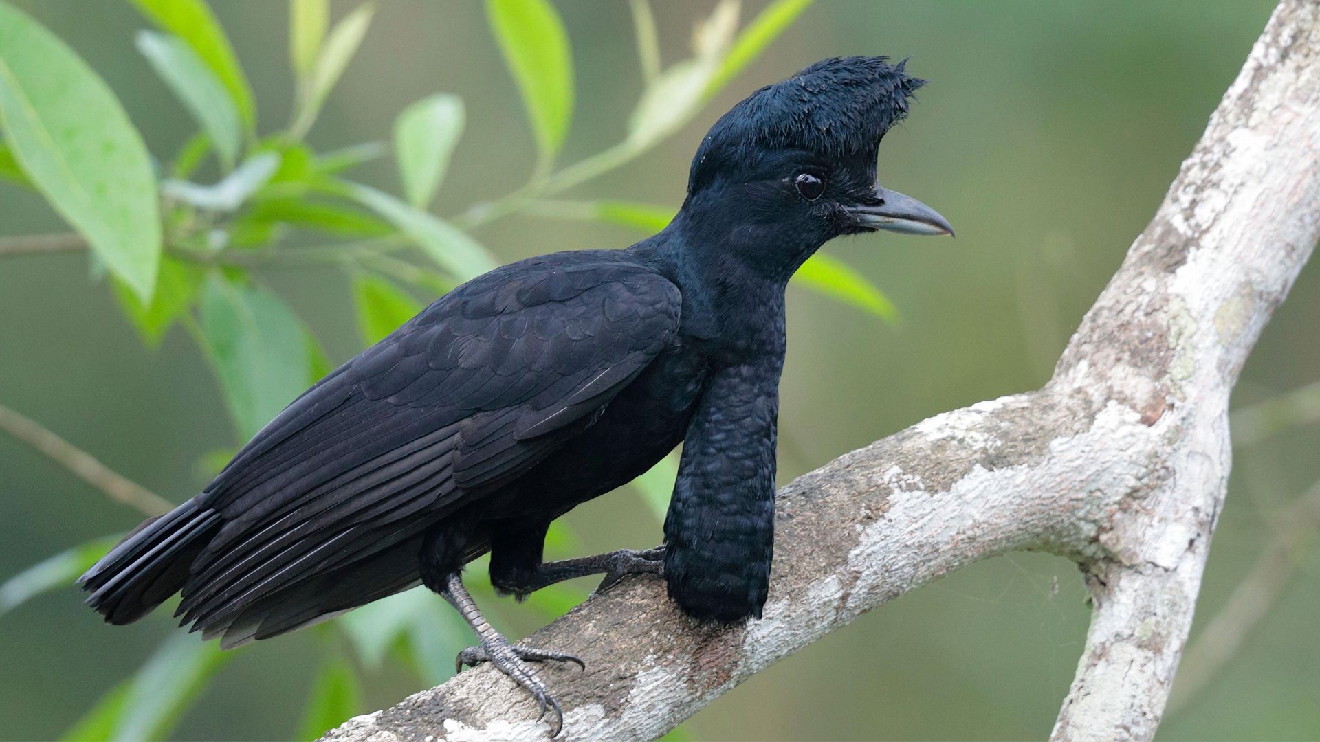 Weird and unusual animals you've never heard of but will be totally ...