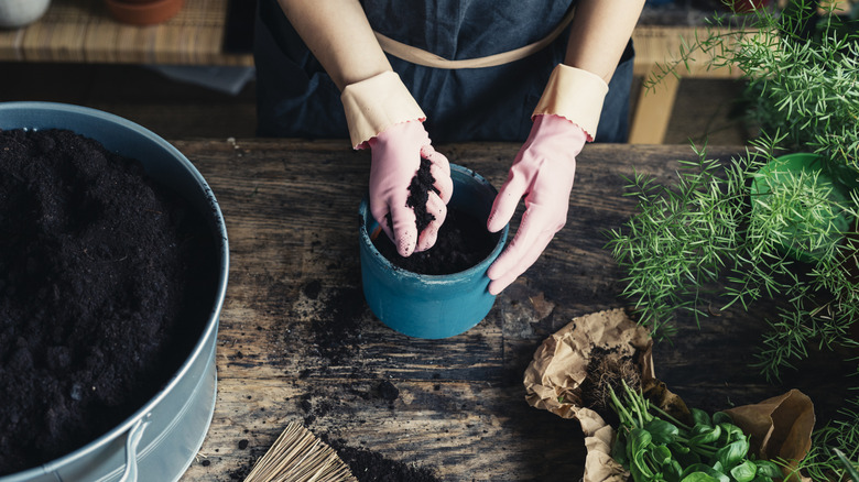 Why you should plant these summer herbs around your hummingbird feeders