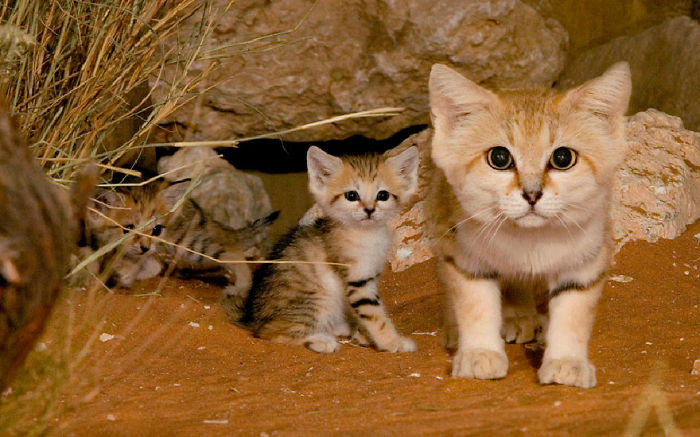 21 rare wild cat species you probably didn’t know exist