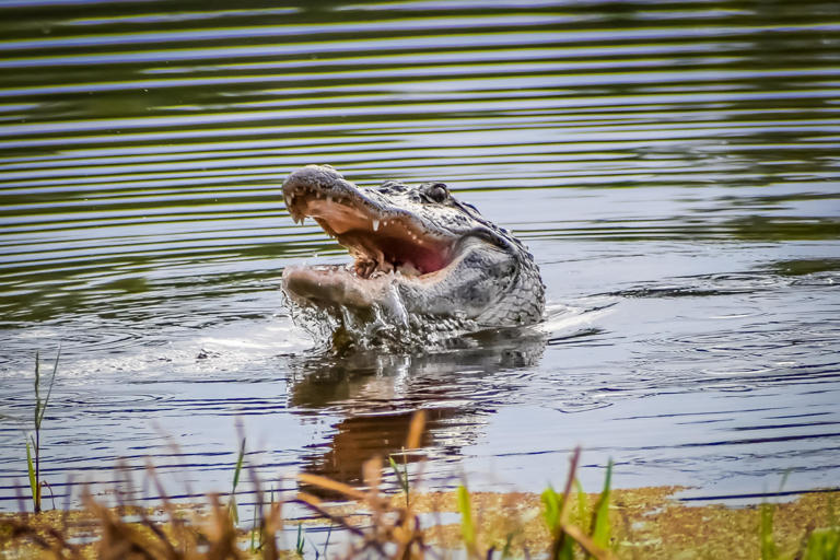 Florida opens applications for 2026 alligator hunt program