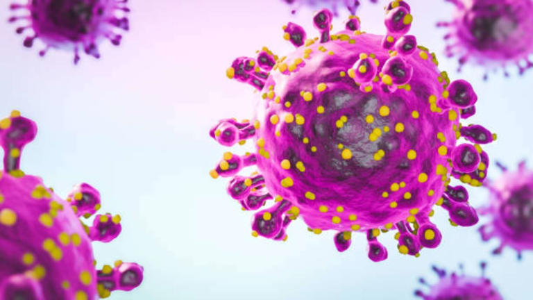 El rompecabezas genético del hantavirus apunta a contagios humanos ...