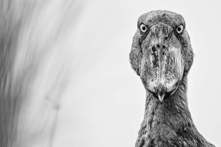 See 15 stunning images that won the German Society for Nature ...