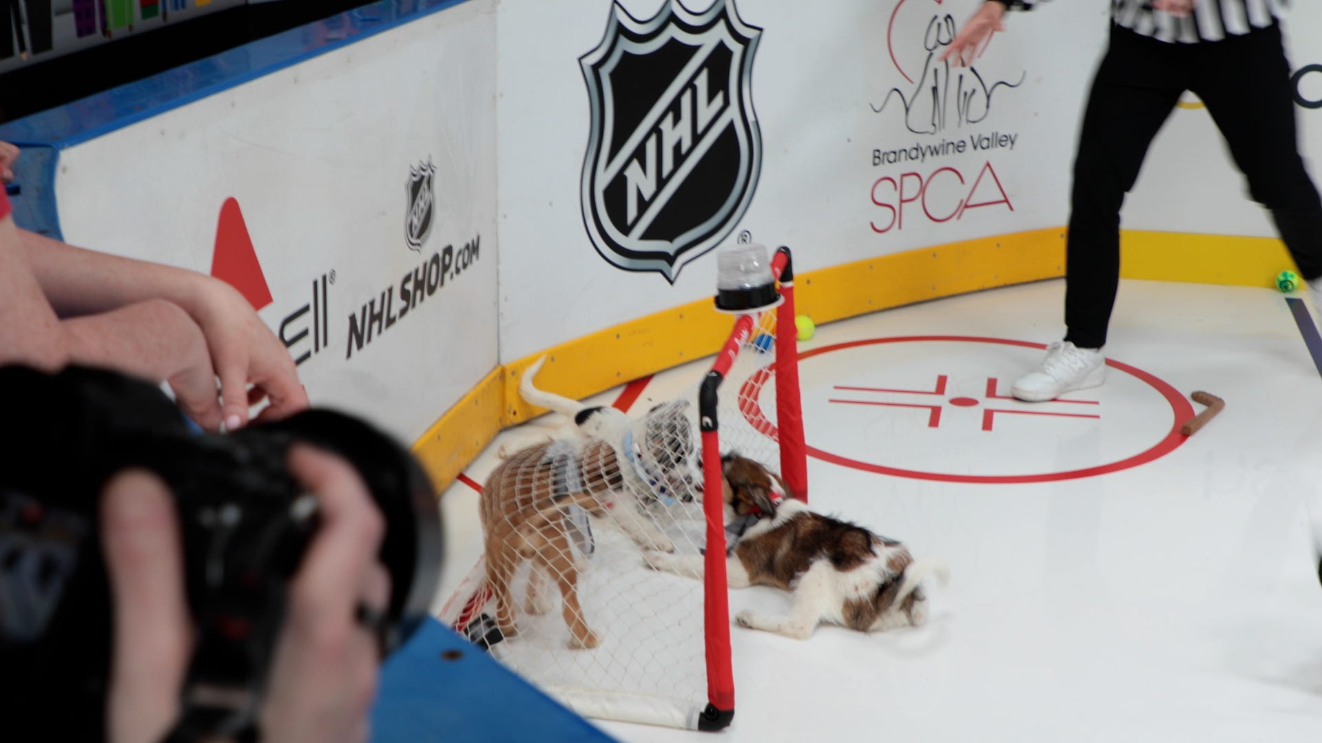 NHL’s ‘Stanley Pup’ will help rescue dogs find homes