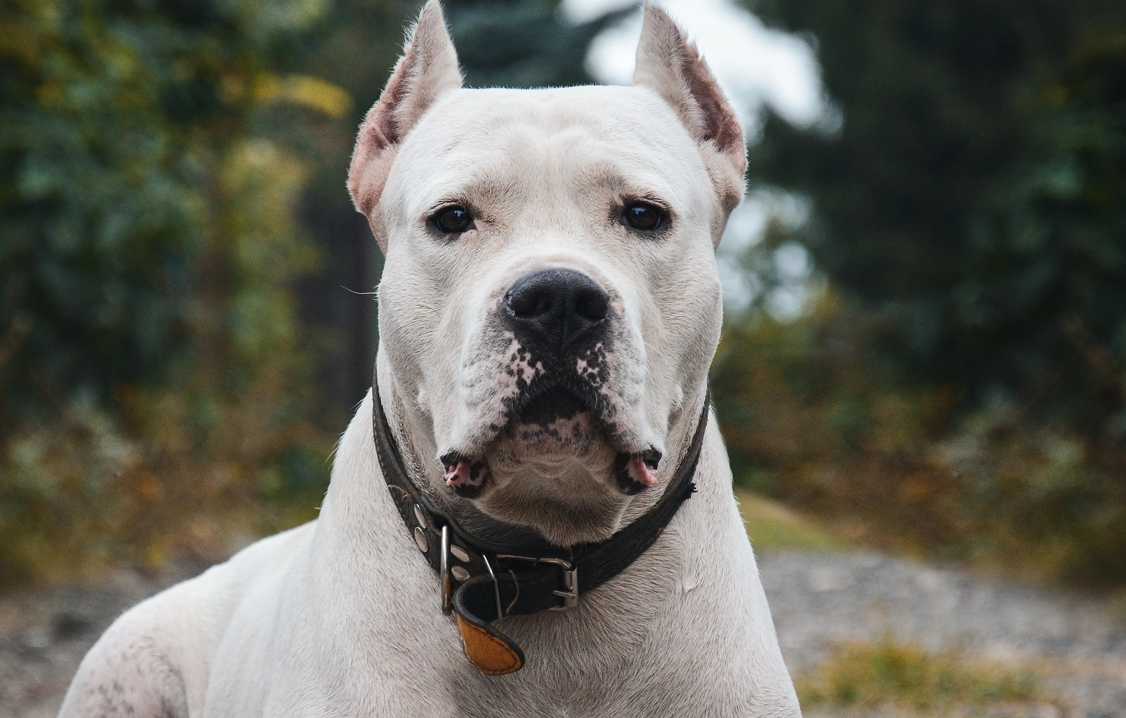 The most dangerous dog breeds