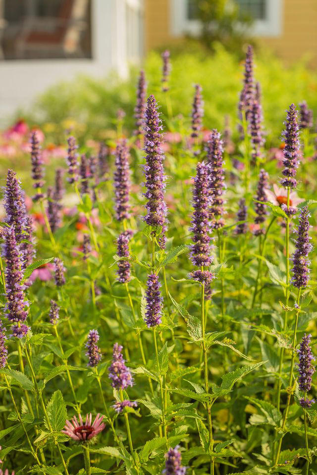 8 easy herbs to grow for flavorful homemade tea