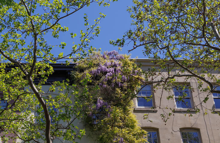 Manhattan wisteria walk: Exercise for the florally-inclined