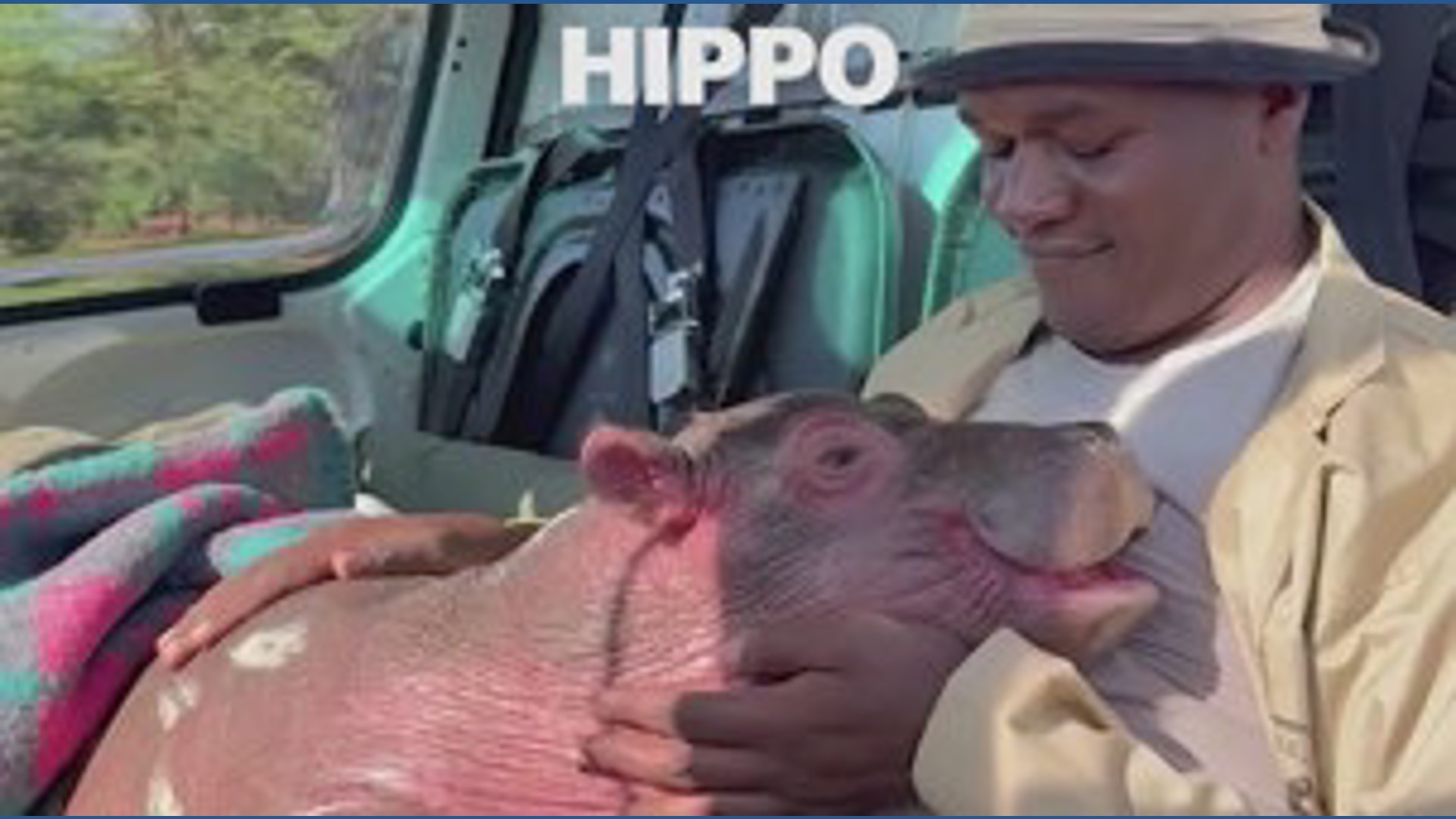 'Bumpy' the orphaned hippo snuggles with human rescuers