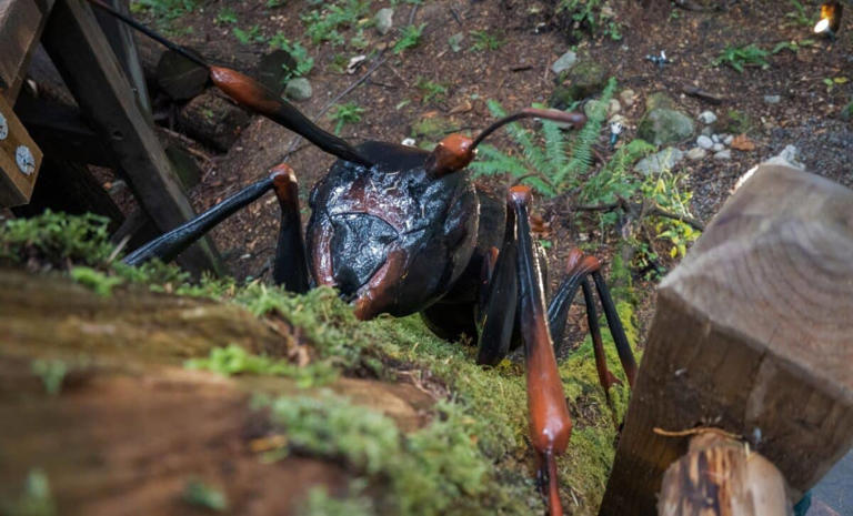 Ancient insects grew massive, and scientists say oxygen may not explain ...