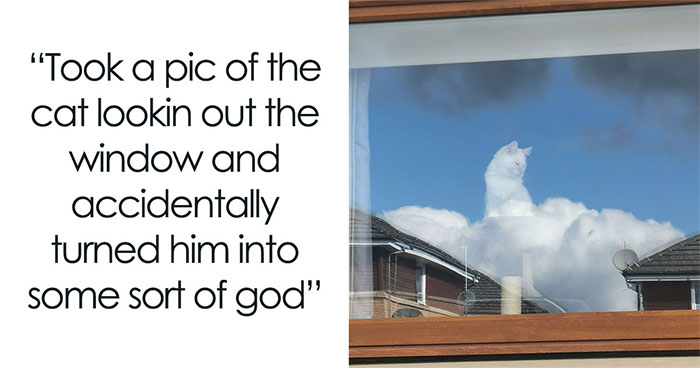 38 funny cat memes and moments caught on camera