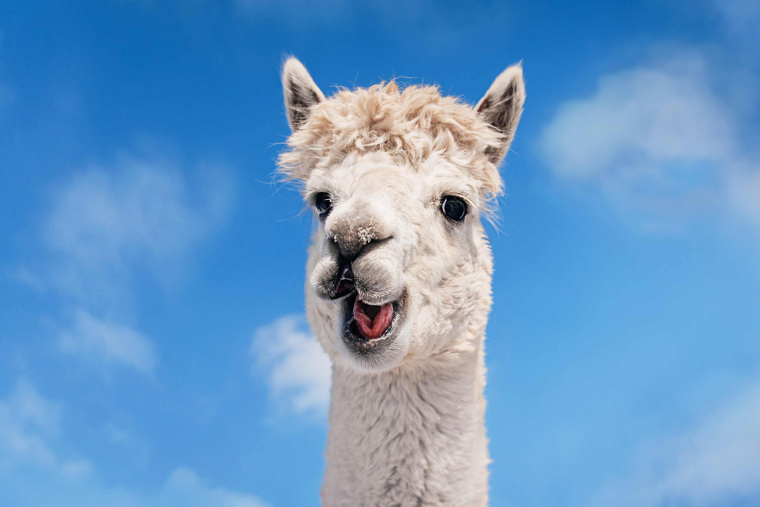 This silly alpaca has shimmied his way into my heart!