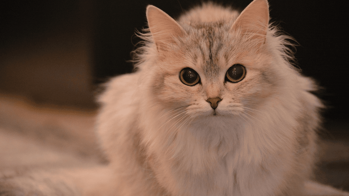 The final act of trust: what many catsdo near the end of life