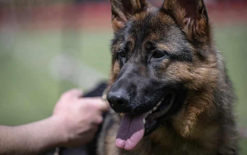 German shepherd care made simple for loving owners
