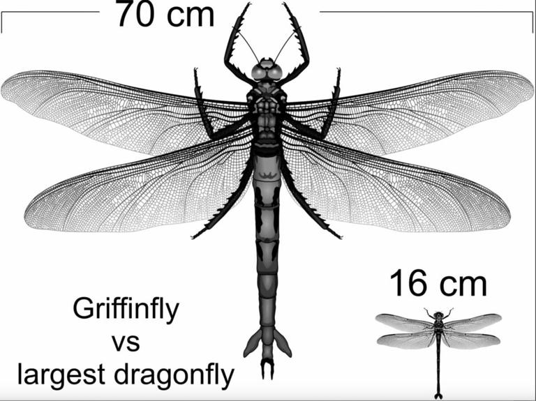 Ancient insects grew massive, and scientists say oxygen may not explain ...