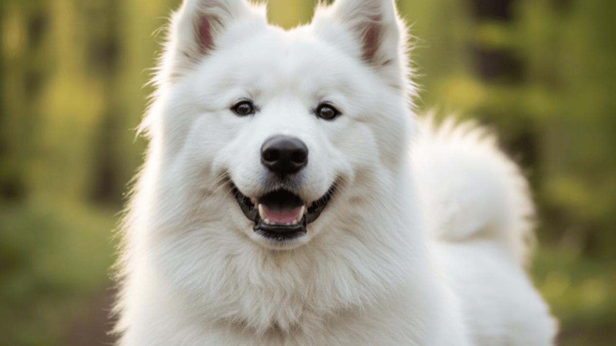 10-dog-breeds-you-thought-no-one-knew-about-but-are-actually-very-famous