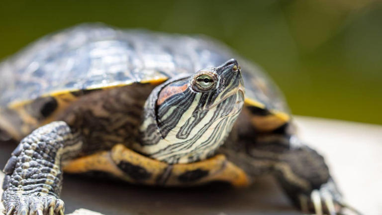 Abandoned pet turtle living in pond is so grateful for woman bringing food