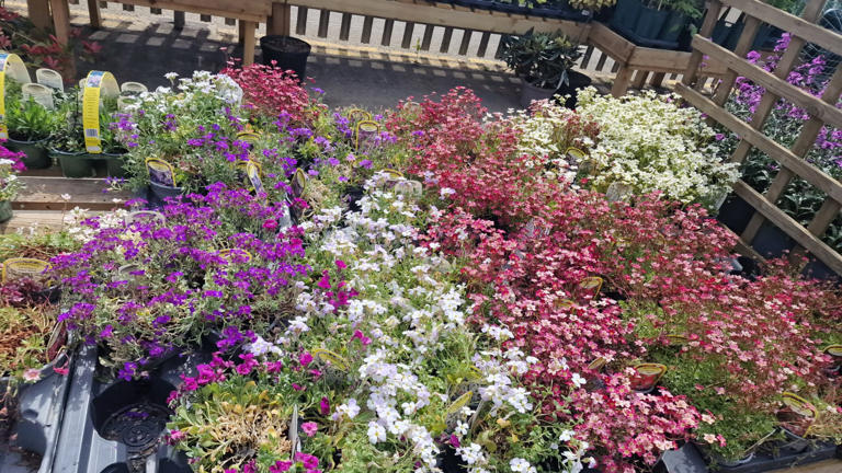 Popular Northamptonshire destination celebrates second season as garden ...
