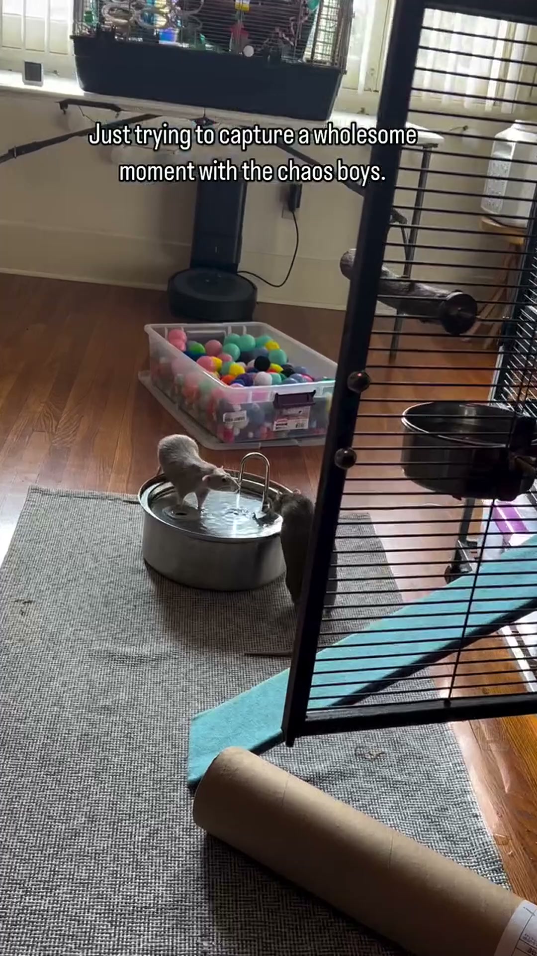 Adorable rats enjoying a playful water break